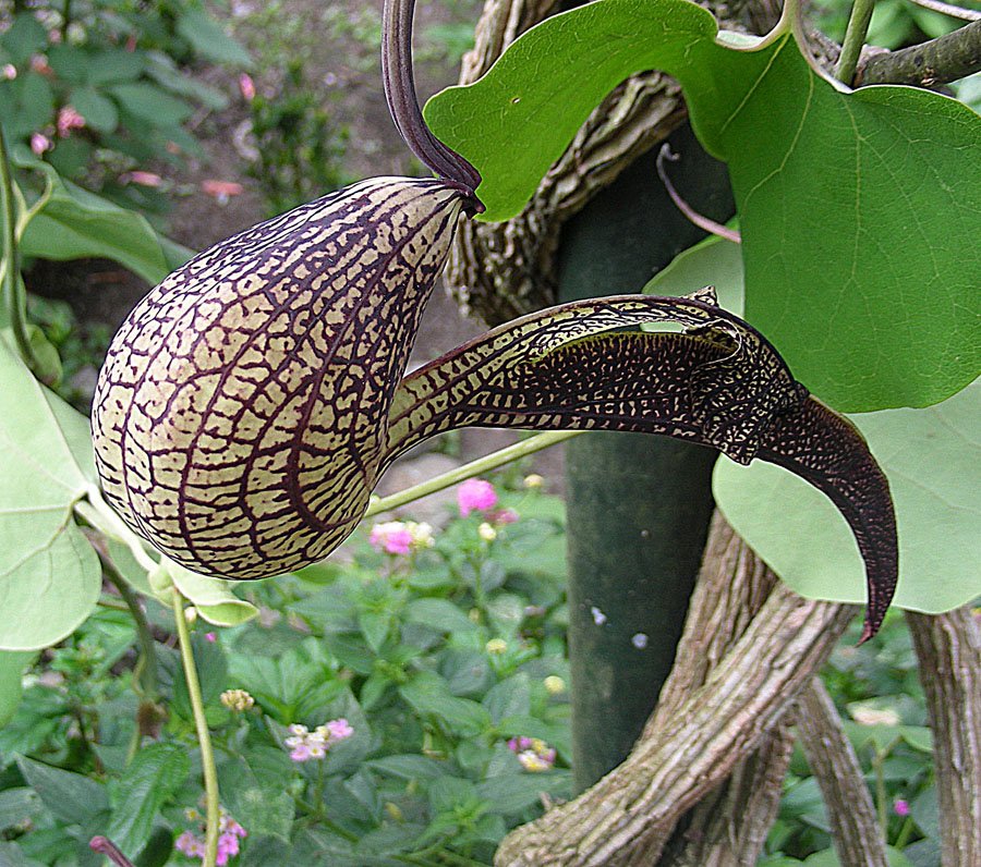 GAPING DUTCHMAN'S PIPE Aristolochia ringens