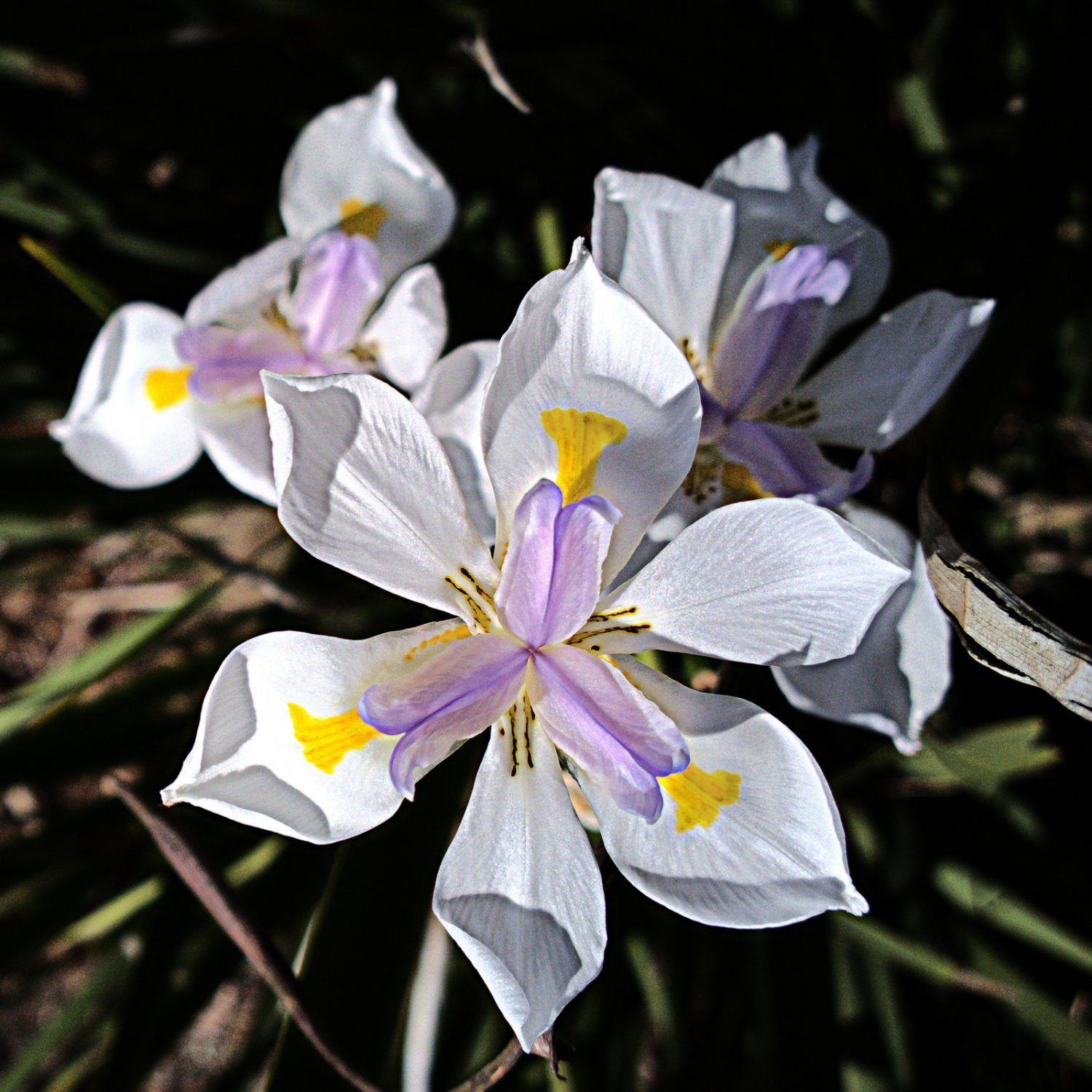 FORTNIGHT LILY Dietes iridioides