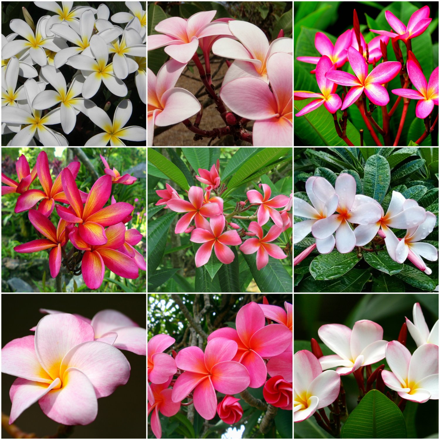 PLUMERIA frangipani - 5 seeds of different varieties - mixed colors
