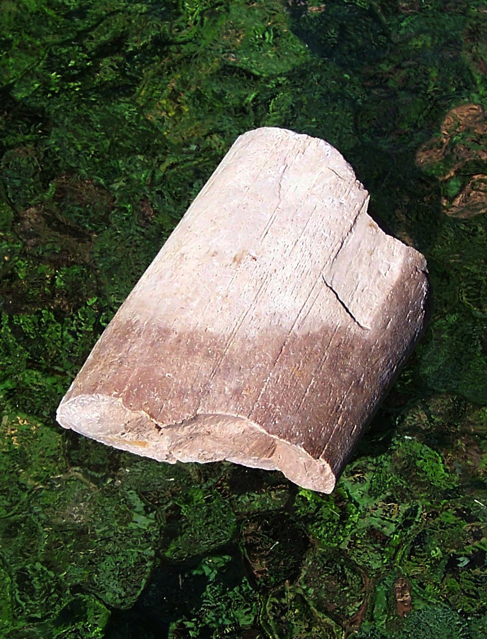 Metaxytherium floridanum (Manatee/Dugong/Sea Cow) Rib Section, Miocene ...