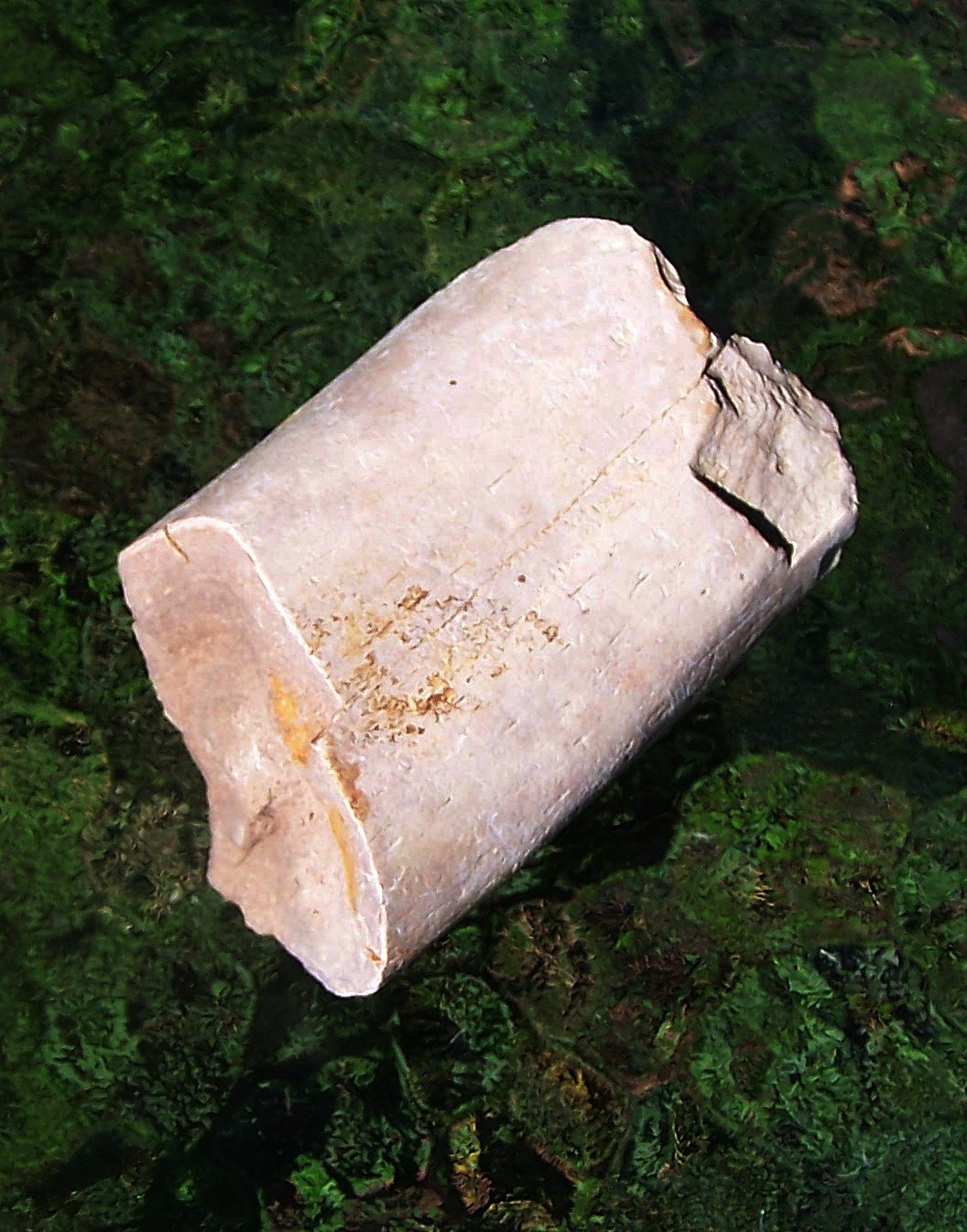 Metaxytherium floridanum (Manatee/Dugong/Sea Cow) Rib Section, Miocene ...