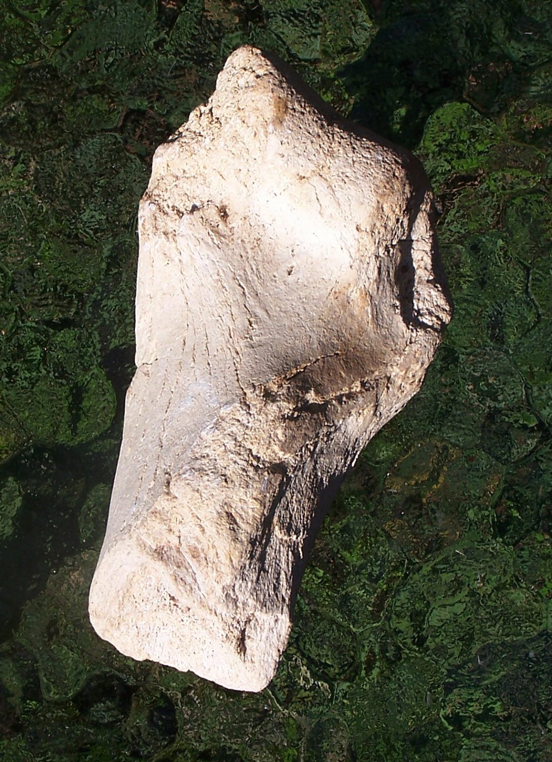 Metaxytherium floridanum (Manatee/Dugong/Sea Cow) Fore-Limb Bone ...