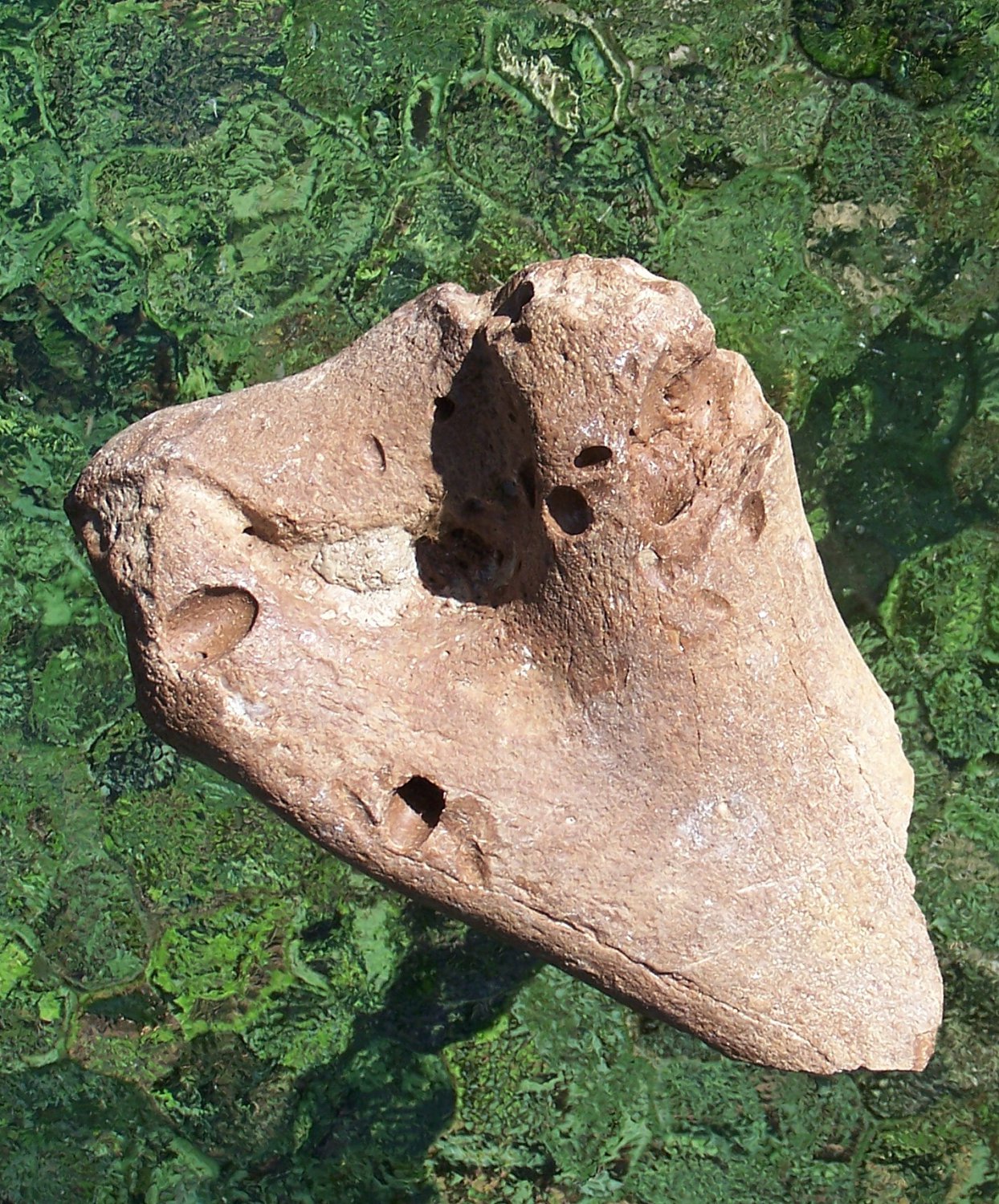 Metaxytherium floridanum (Manatee/Dugong/Sea Cow) Fore-Limb Bone ...