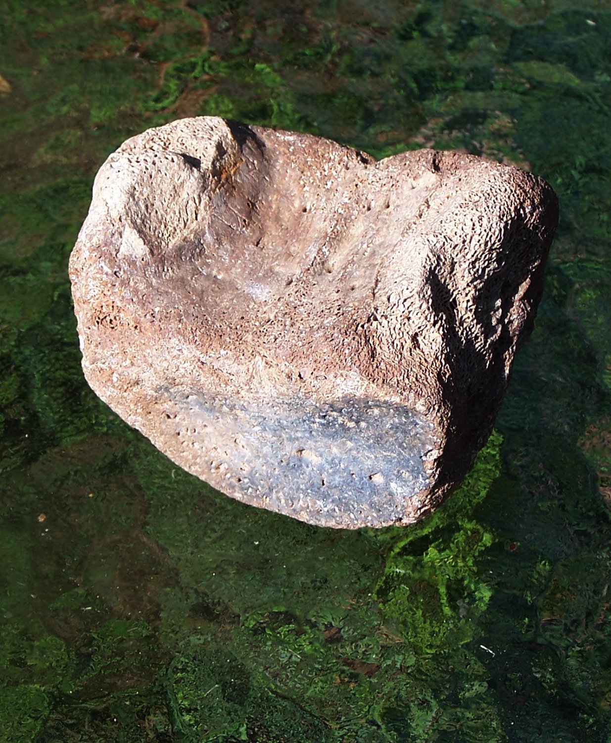 Metaxytherium floridanum (Manatee/Dugong/Sea Cow) Vetrebra Miocene, FLA ...