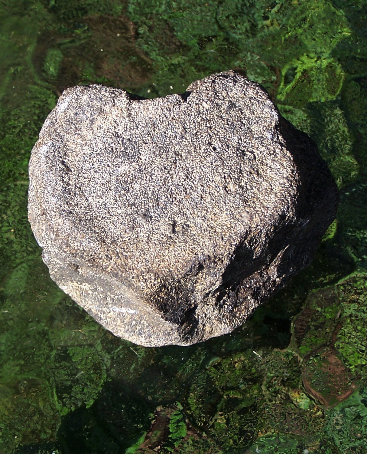 Metaxytherium floridanum (Manatee/Dugong/Sea Cow), Vetrebra, Miocene ...