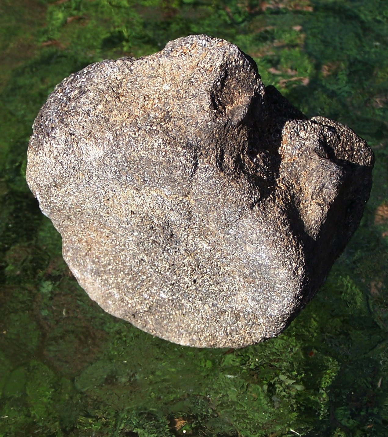 Metaxytherium floridanum (Manatee/Dugong/Sea Cow), Vetrebra, Miocene ...