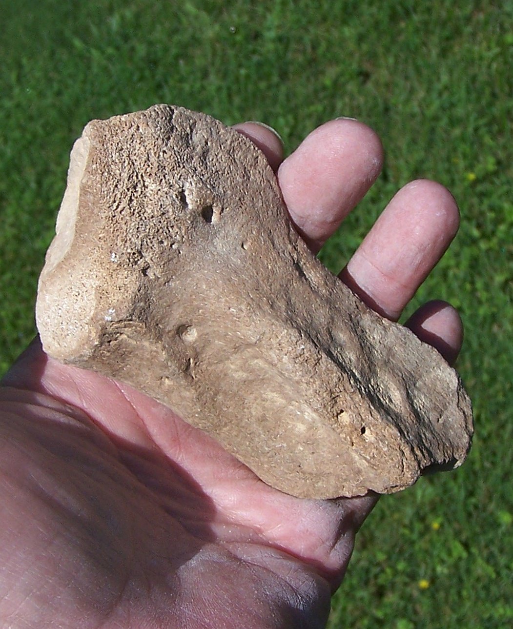Metaxytherium floridanum (Manatee/Dugong/Sea Cow) Fore-Limb Bone ...