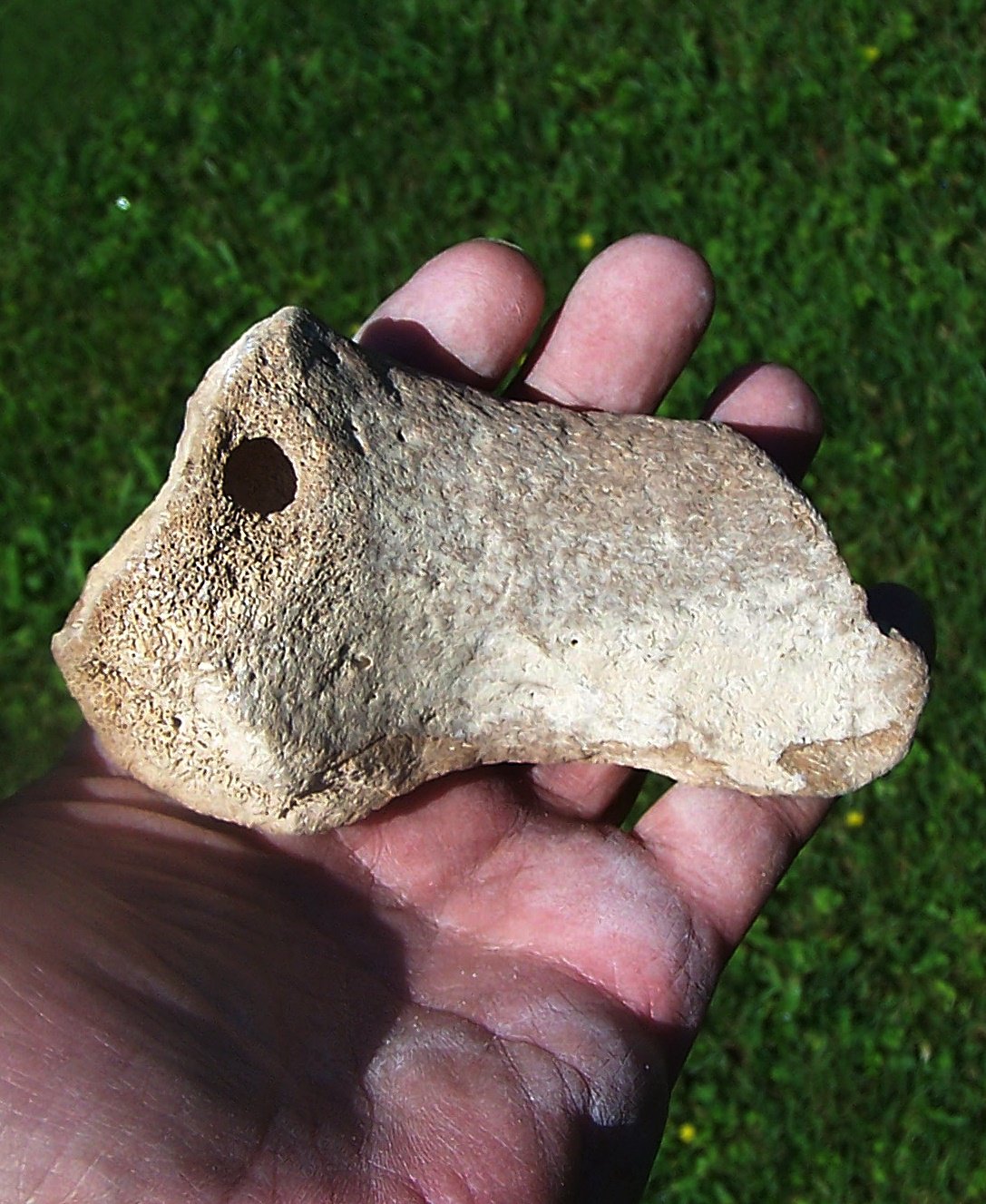 Metaxytherium floridanum (Manatee/Dugong/Sea Cow) Fore-Limb Bone ...