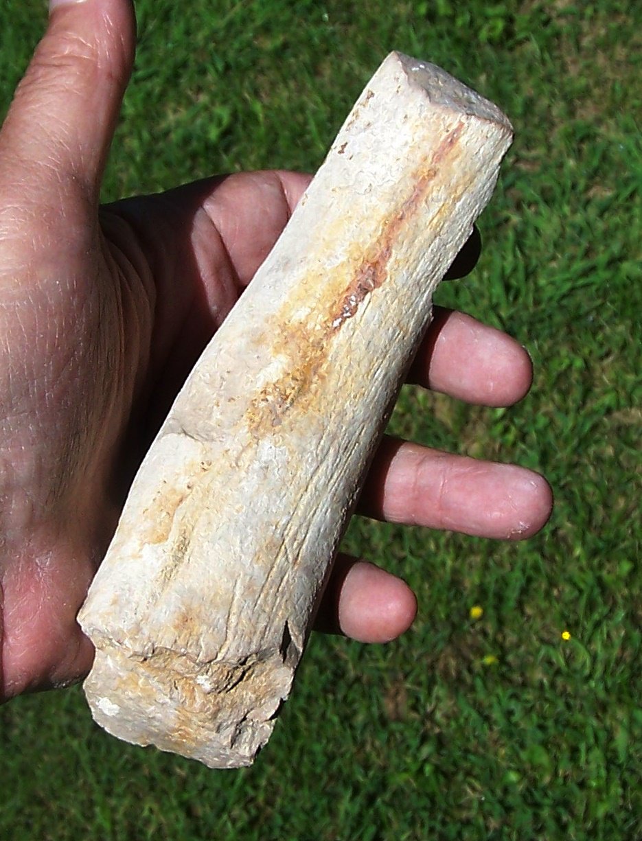 Metaxytherium floridanum (Manatee/Dugong/Sea Cow) Rib Section, Miocene ...