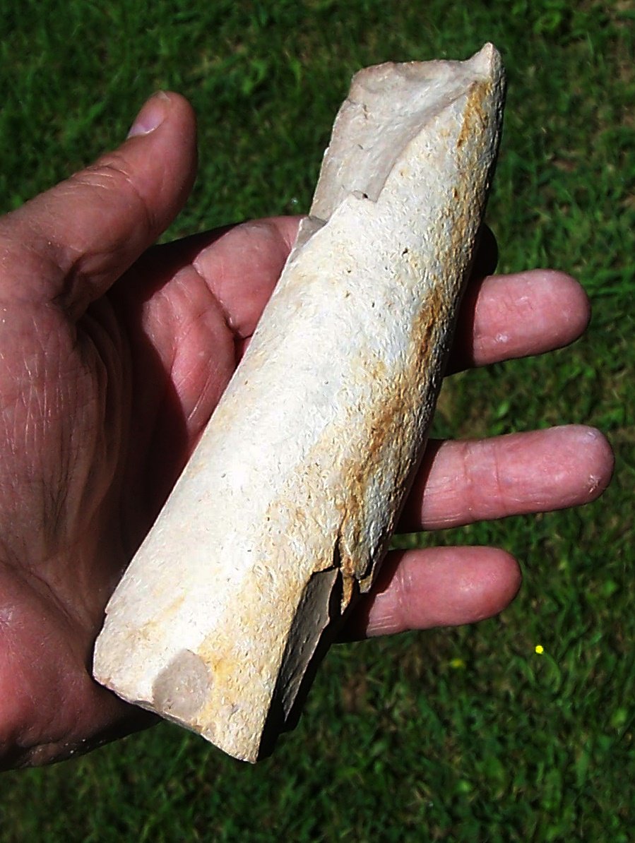 Metaxytherium floridanum (Manatee/Dugong/Sea Cow) Rib Section, Miocene ...