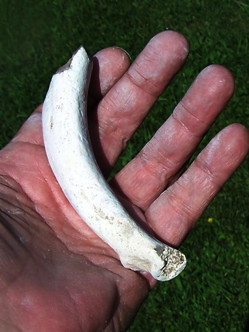 Metaxytherium floridanum (Manatee/Dugong/Sea Cow) Rib Section, Miocene ...