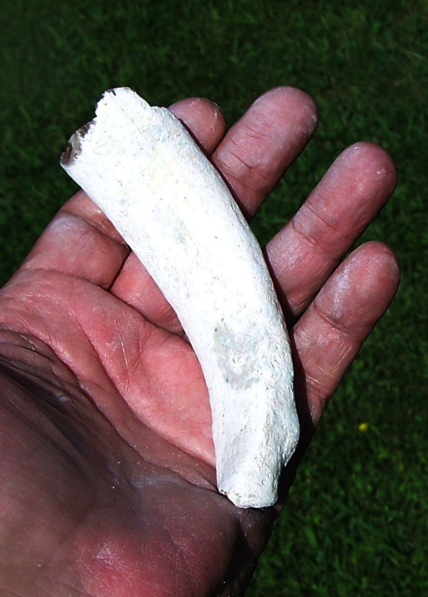 Metaxytherium floridanum (Manatee/Dugong/Sea Cow) Rib Section, Miocene ...