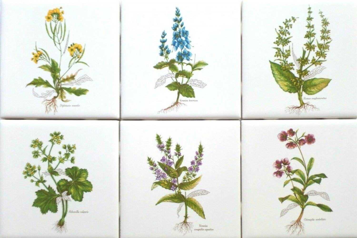 Herb Botanical Flower Ceramic Tile set of 6 of 4.25" Diplotaxis Muralis ...