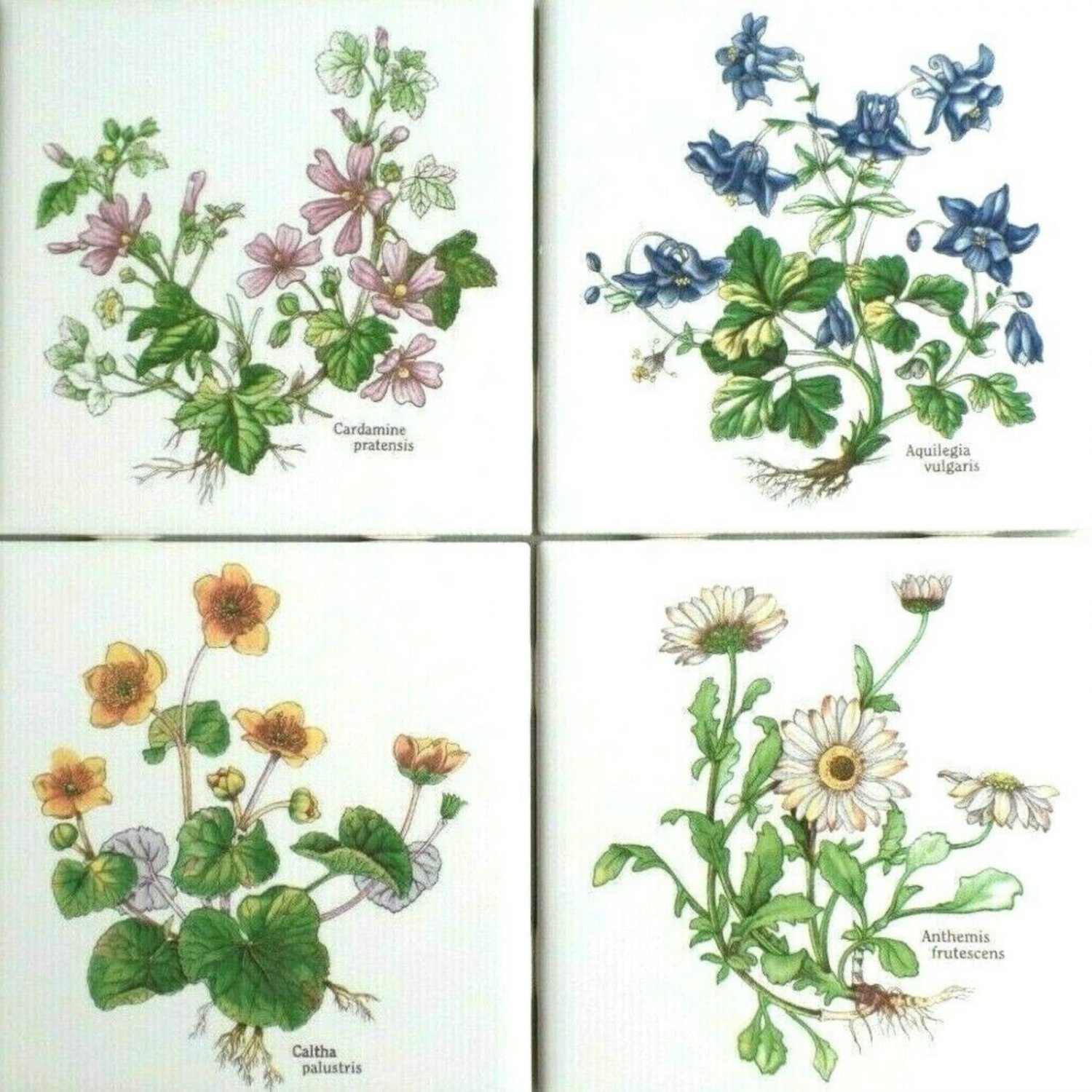 Flower Botanical Herb Ceramic Tile 4 of 4.25" x 4.25" Aquilegia ...