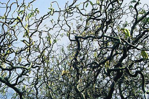 Corylus avellana 'Contorta', large size, HARRY LAUDER'S WALKING STICK