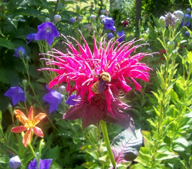 Raspberry Wine Bee Balm ( Monarda didyma ) - 1 live plant division ...