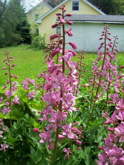 Pink Gas Plant ( Dictamnus albus Purpureus ) - 15 seeds ~gemsandstems.info~