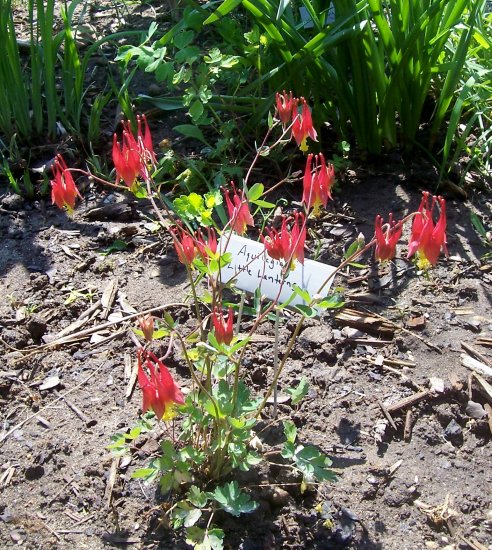 Dwarf Little Lanterns Columbine ( Aquilegia ) - 15 seeds ~gemsandstems ...