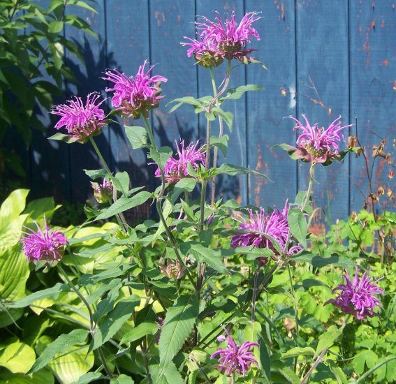 VIOLET QUEEN Bee Balm ( Monarda didyma ) - 1 live plant division ...
