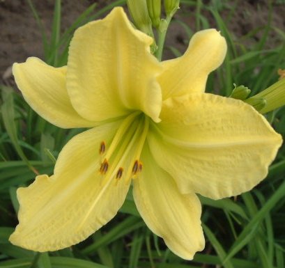 HYPERION Daylily ( Hemerocallis ) - 1 plant division ~gemsandstems.info~