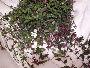 Tahitian Bridal Veil ( Tripogandra multiflora ) - 1 live plant ...