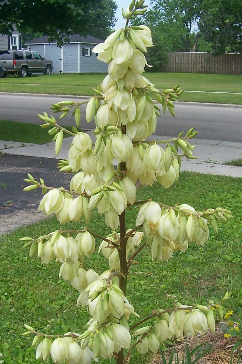 Adam's Needle ( Yucca filamentosa ) - live plant division ~gemsandstems ...