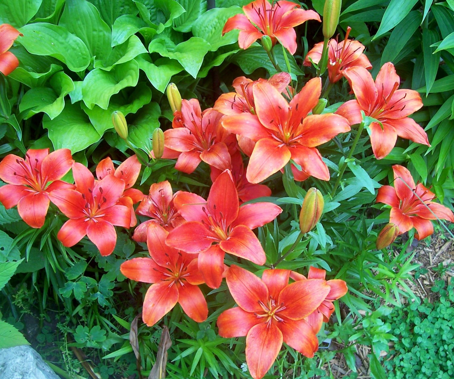 CRIMSON PIXIE Asian Lily ( Lilium ) - 1 bulb ~gemsandstems.info~