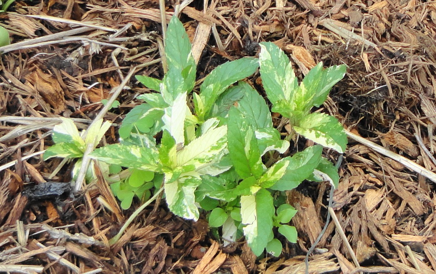 Variegated Peppermint ( Mentha piperita ) - 1 plant division ...