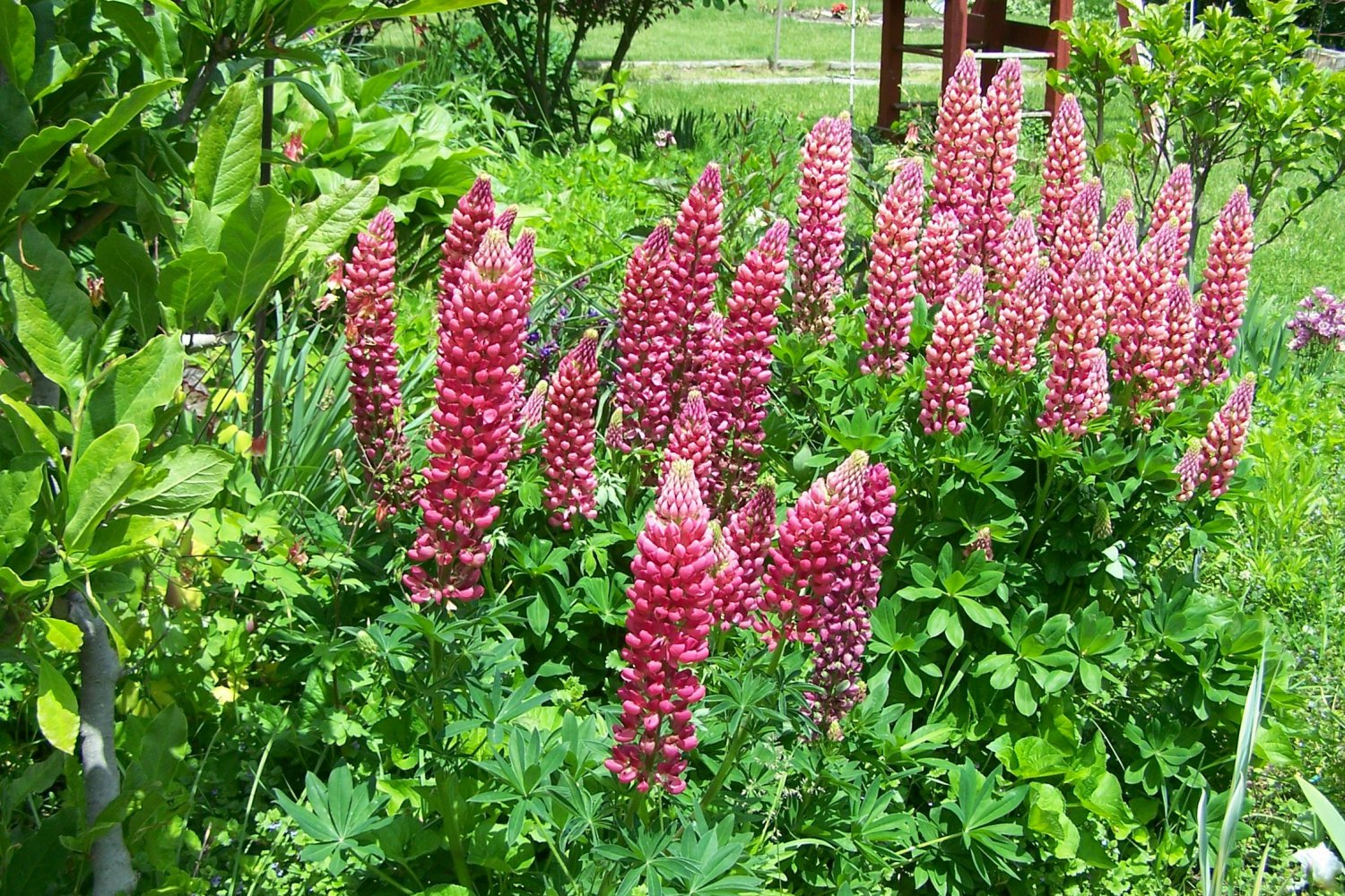 Gallery Red Lupine ( Lupinus polyphyllus ) - 15 seeds ~gemsandstems.info~