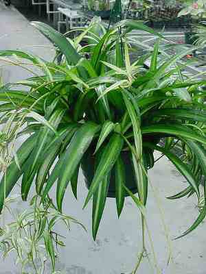 Hawaiian Spider Plant ( Chlorophytum comosum ) - 1 live plant ...