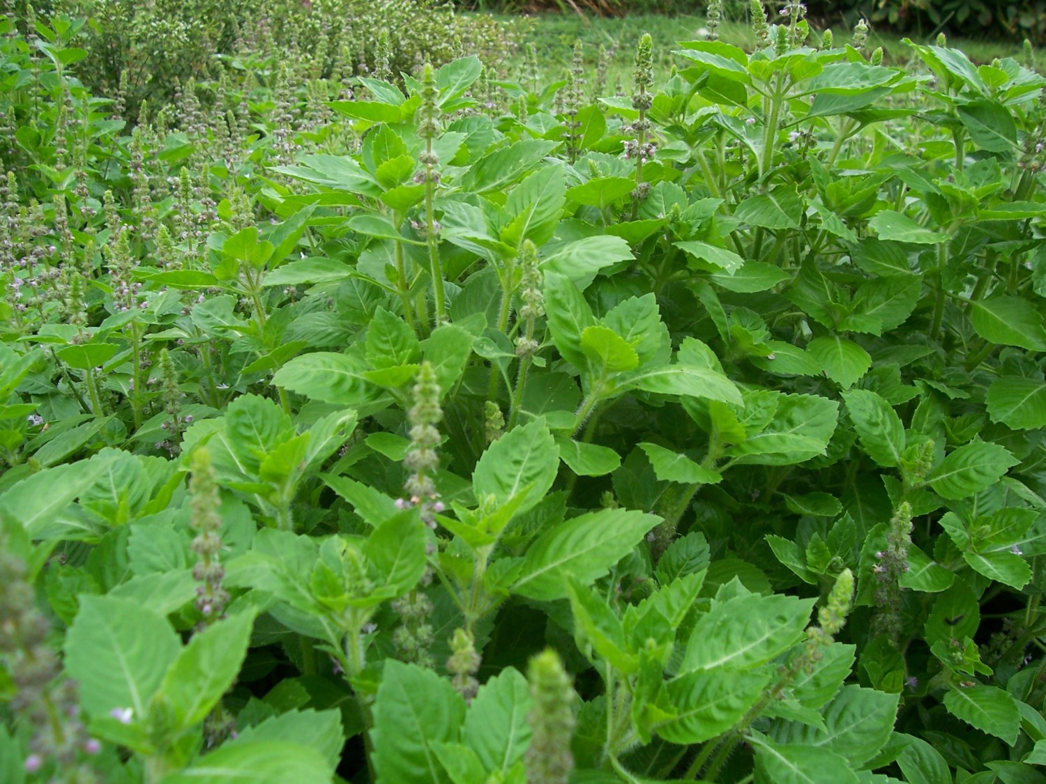 Holy Basil Rama ( Ocimum sanctum ) - 15 seeds ~gemsandstems.info~
