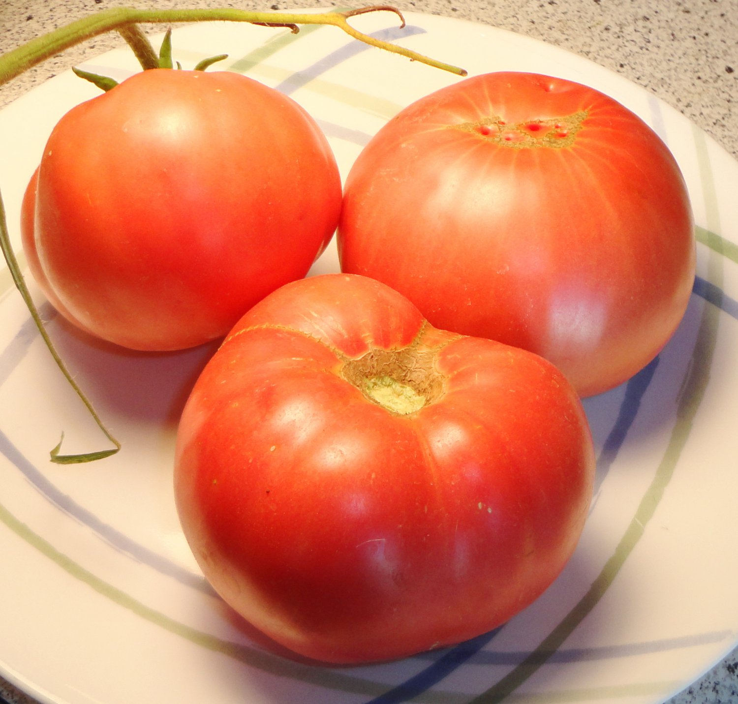 Heirloom PINK BRANDYWINE Tomato ( Solanum lycopersicum ) - 15 seeds ...