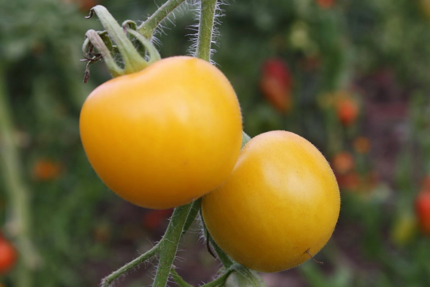 Heirloom YELLOW PERFECTION Tomato ( Solanum lycopersicum ) - 15 seeds ...