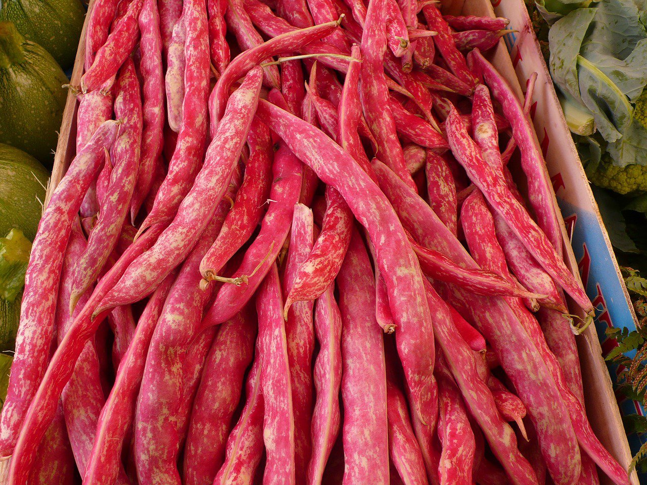 Heirloom BORLOTTO LINGUA Pole Bean ( Phaseolus ) - 10 seeds ...