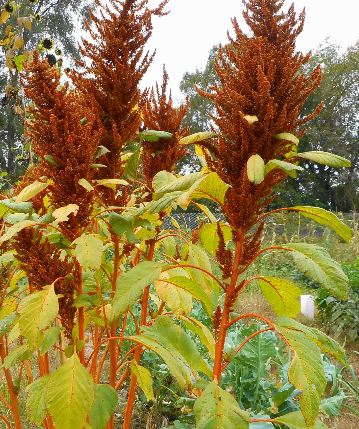 Amaranth ORANGE GIANT ( Amaranthus hypochondriacus ) - 30 seeds ...