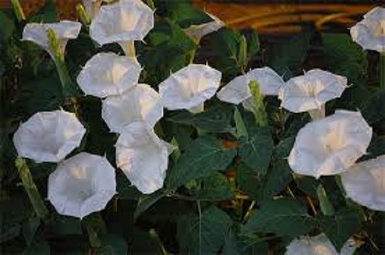 25 White Datura GIANT MOON FLOWER Seeds - Oh Smell Soooo Good. Night ...