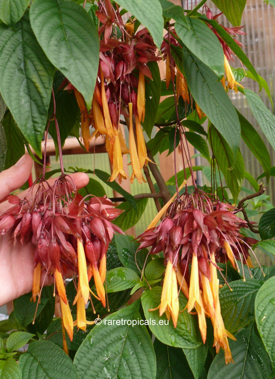 Deppea splendens - 10+ seeds