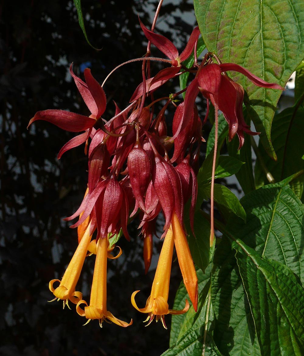 Deppea splendens - 10+ seeds
