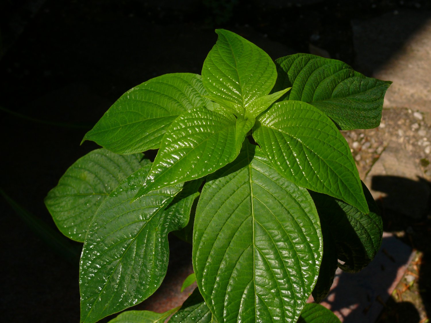 Deppea splendens - 10+ seeds