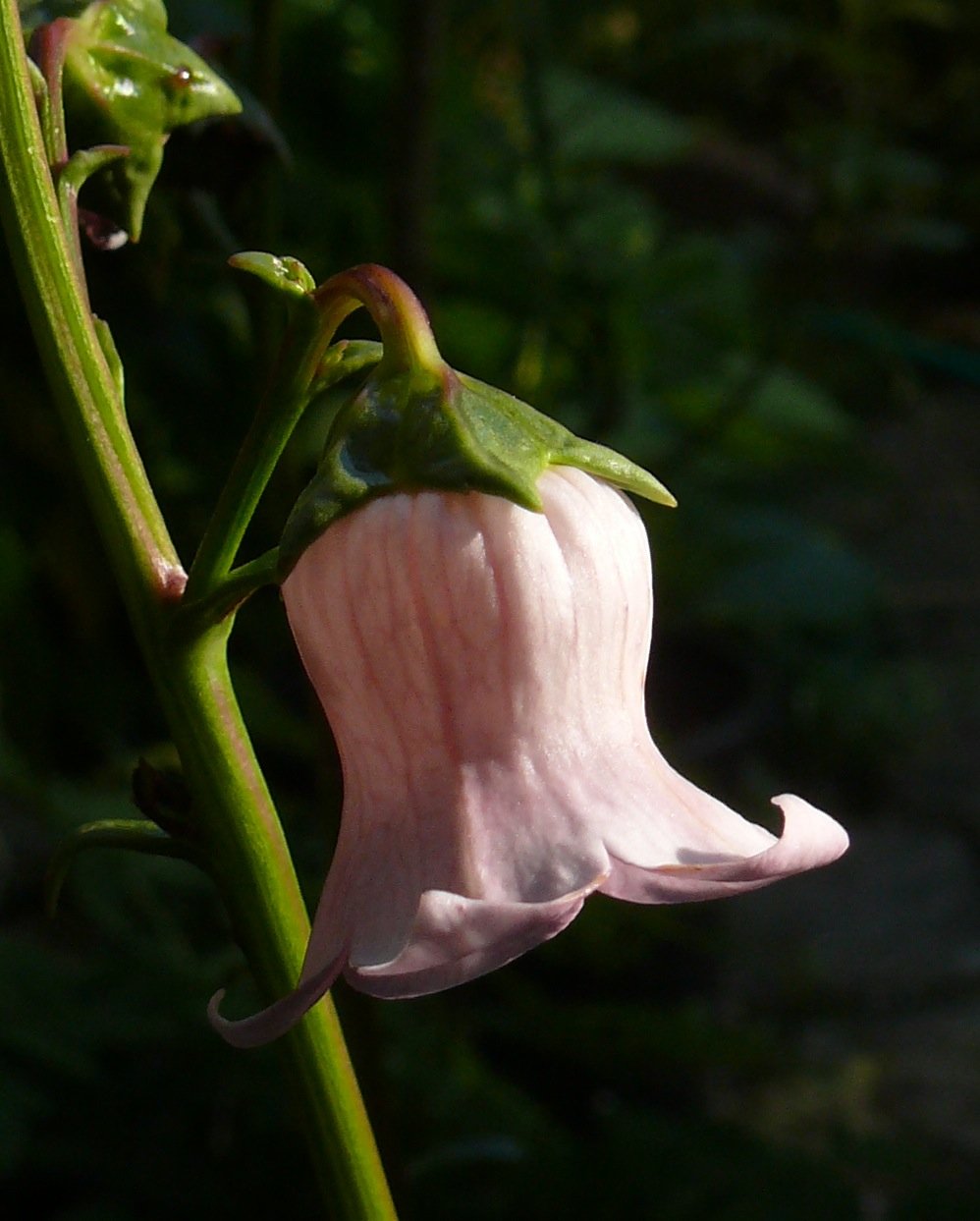 Azorina vidalii - 10+ seeds - Azores Bellflower