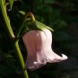Azorina vidalii - 10+ seeds - Azores Bellflower