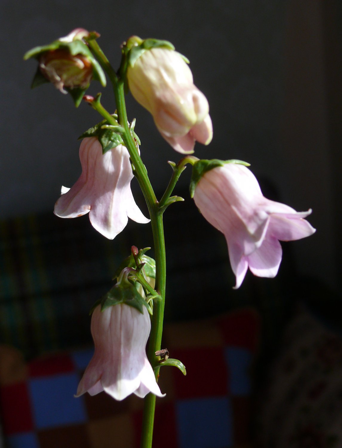 Azorina vidalii - 10+ seeds - Azores Bellflower