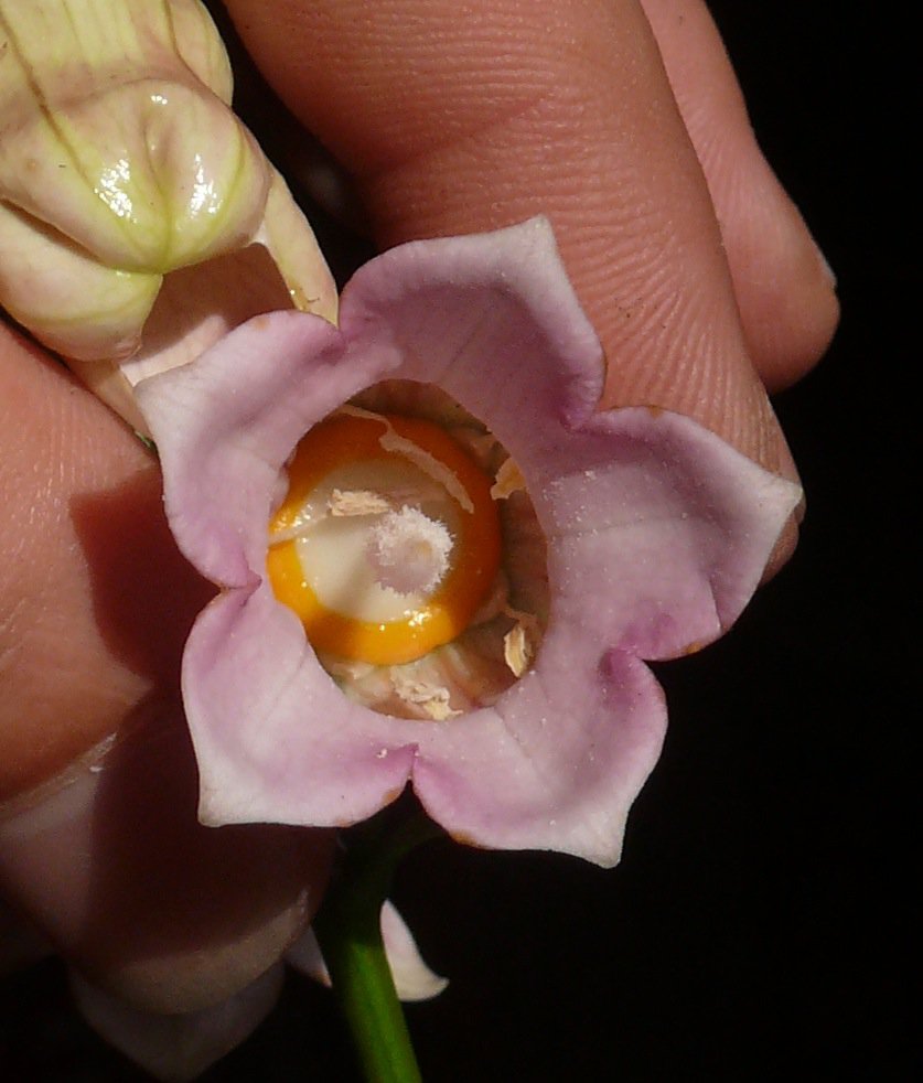 Azorina vidalii - 10+ seeds - Azores Bellflower