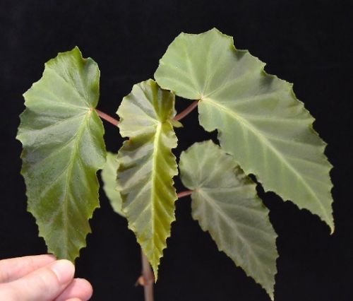 Begonia angularis 20+ seeds - rare Begonia species