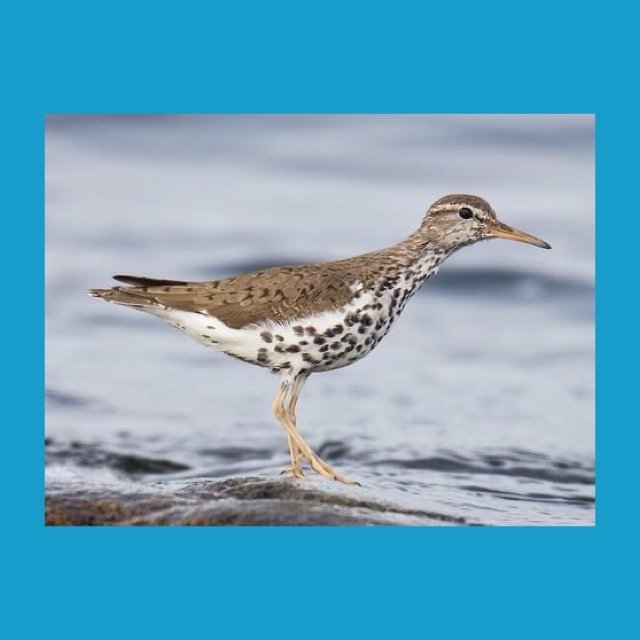 Vintage Handcrafted Hand Painted Spotted Sandpiper Bird Seashell Pin Brooch