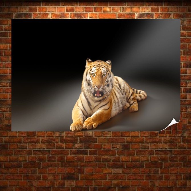 Angry Tiger Poster Poster 36x24 inch
