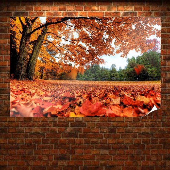 Autumn Maple Tree Poster 36x24 inch
