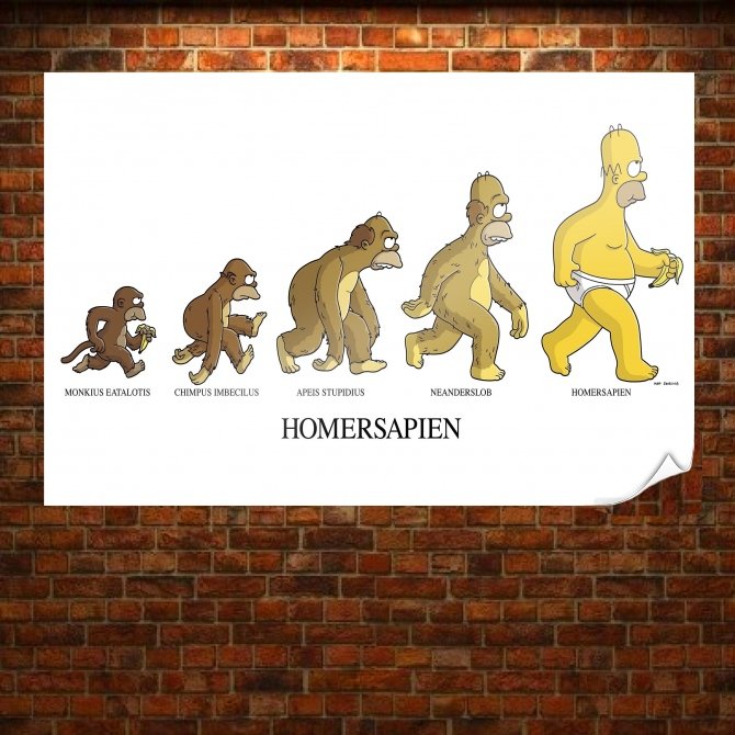The Simpsons Homer Evolution Homersapien Poster 36x24 inch
