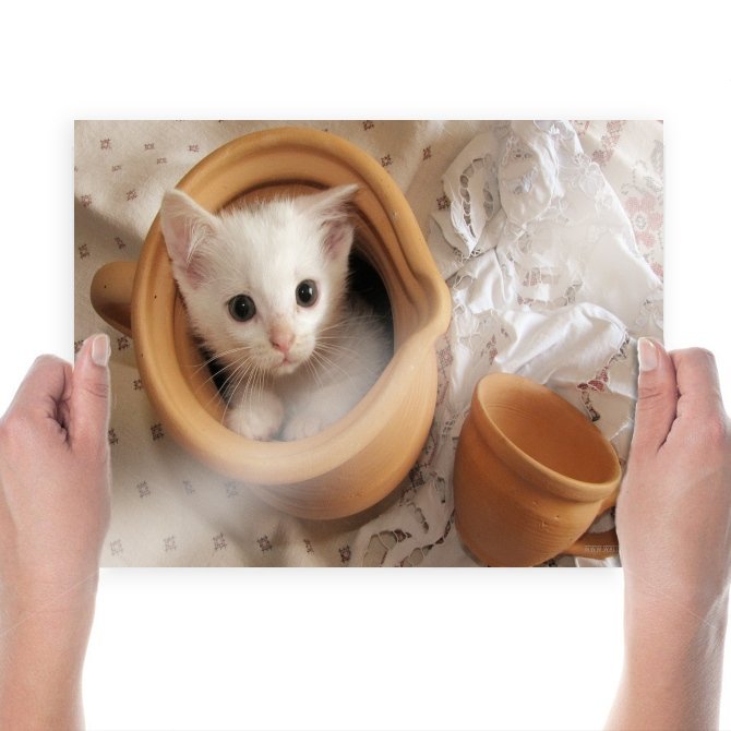 Little Kitty Hd Art Poster Print 24x18 inch