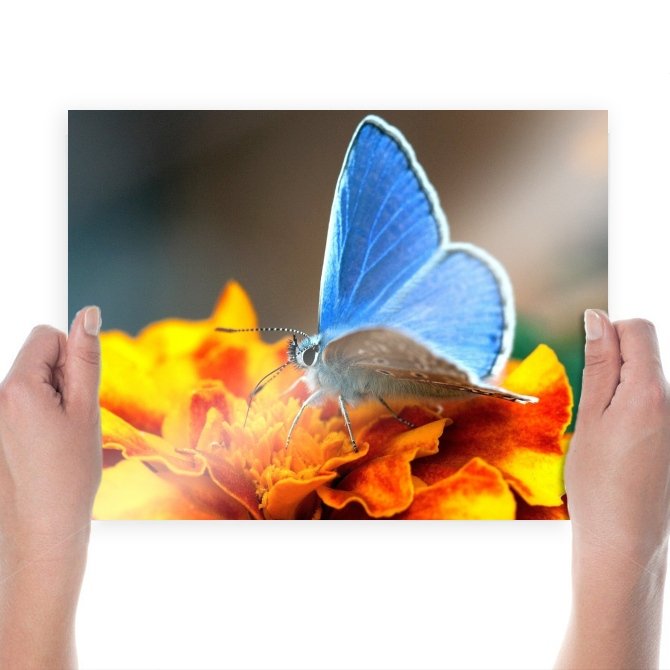 Blue Butterfly Art Poster Print 24x18 inch